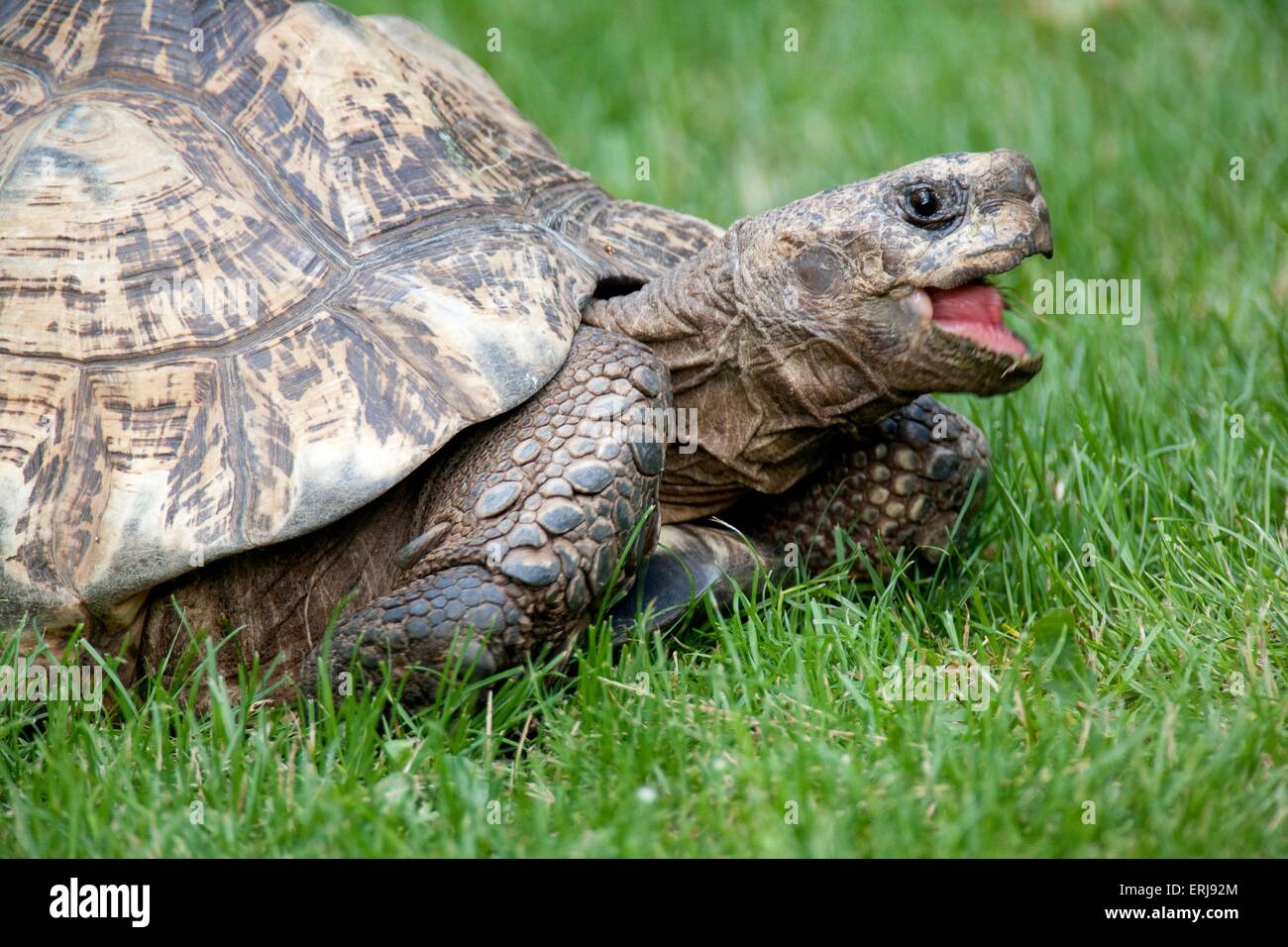 Side view of turtles head hi-res stock photography and images - Alamy