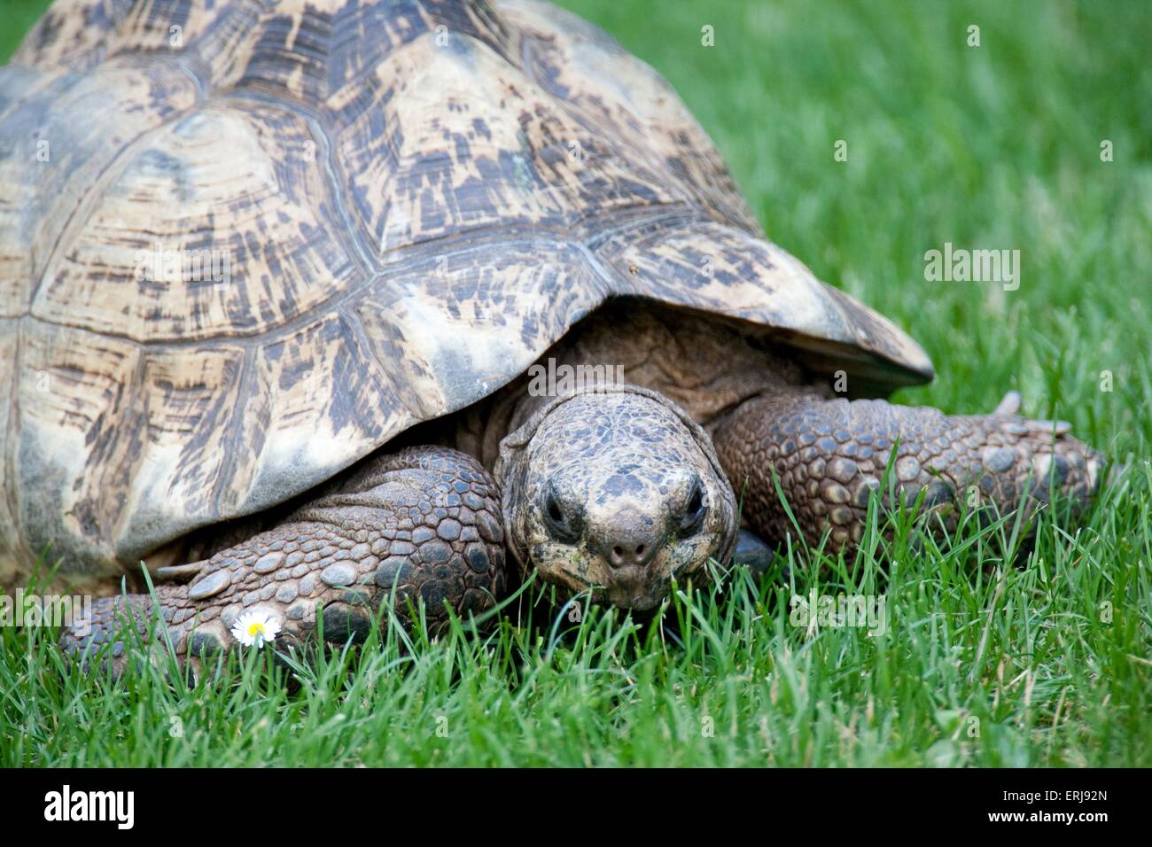 Leopard tortoise hi-res stock photography and images - Alamy