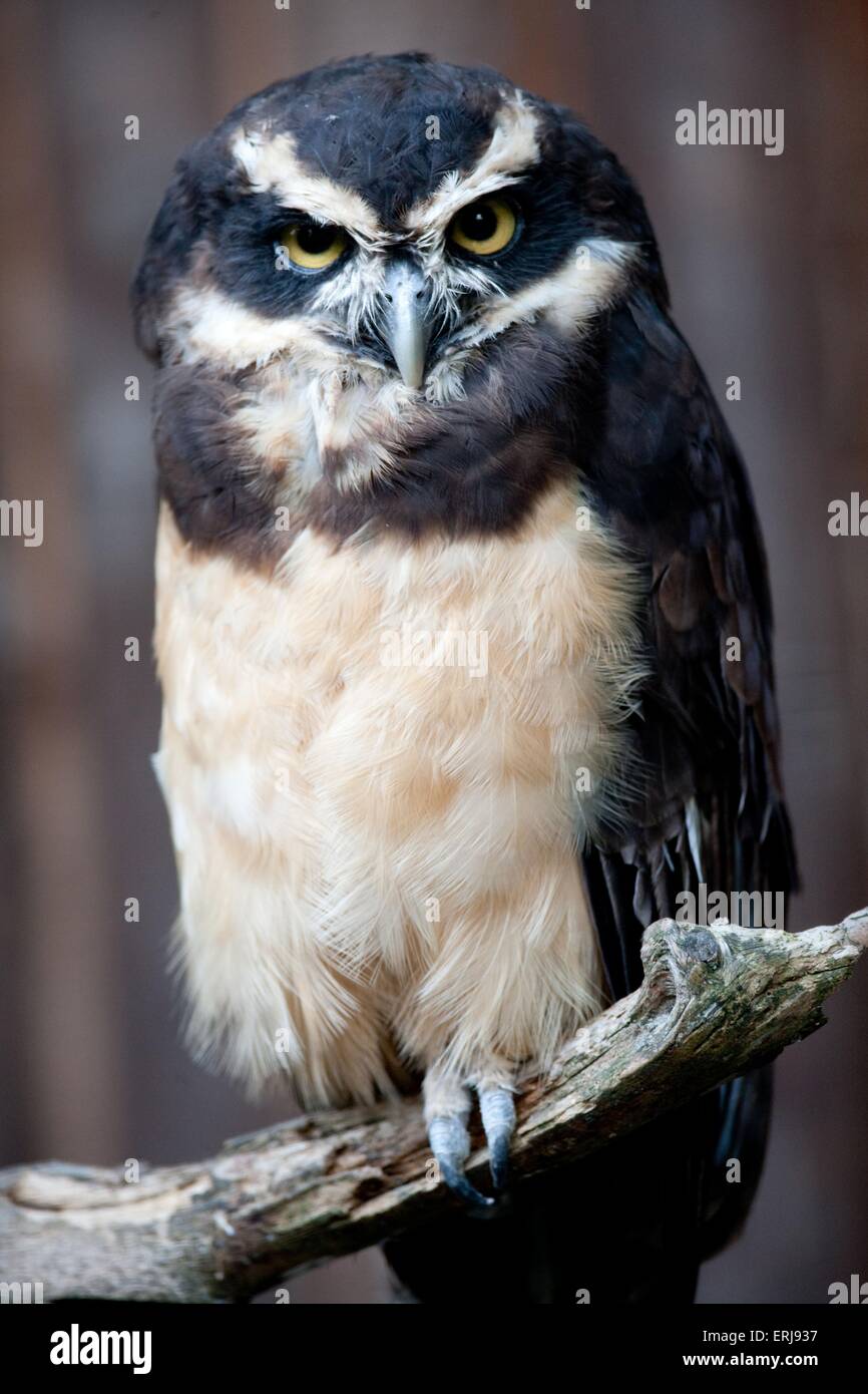 Spectacled Owl High Resolution Stock Photography and Images - Alamy