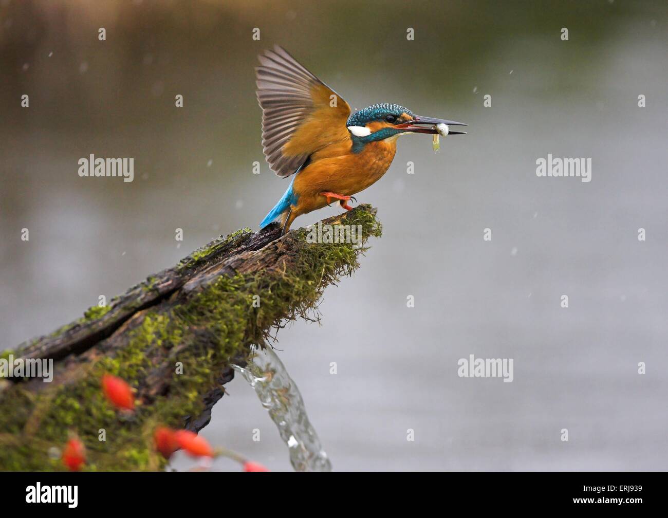 Kingfisher flapping wings hi-res stock photography and images - Alamy