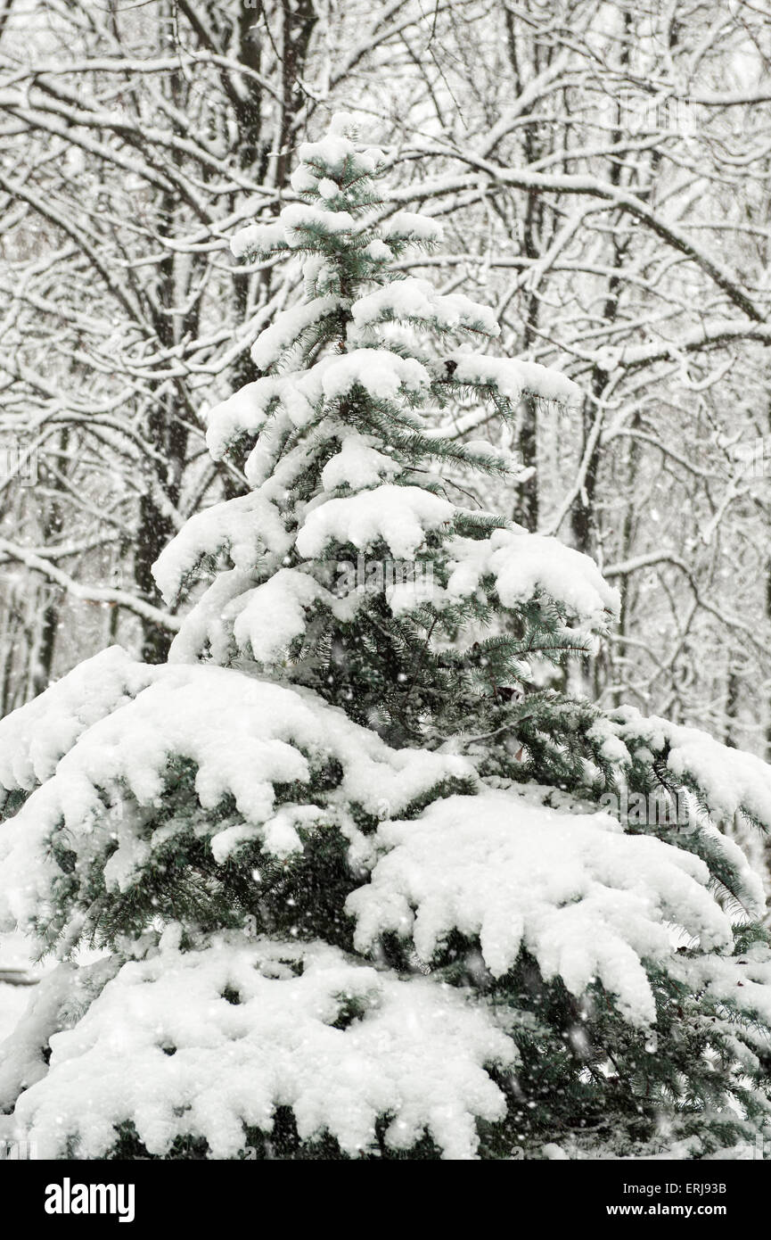 snowy fir tree in forest. winter landscape Stock Photo - Alamy