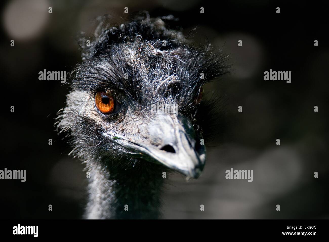 Dark emu hi-res stock photography and images - Alamy