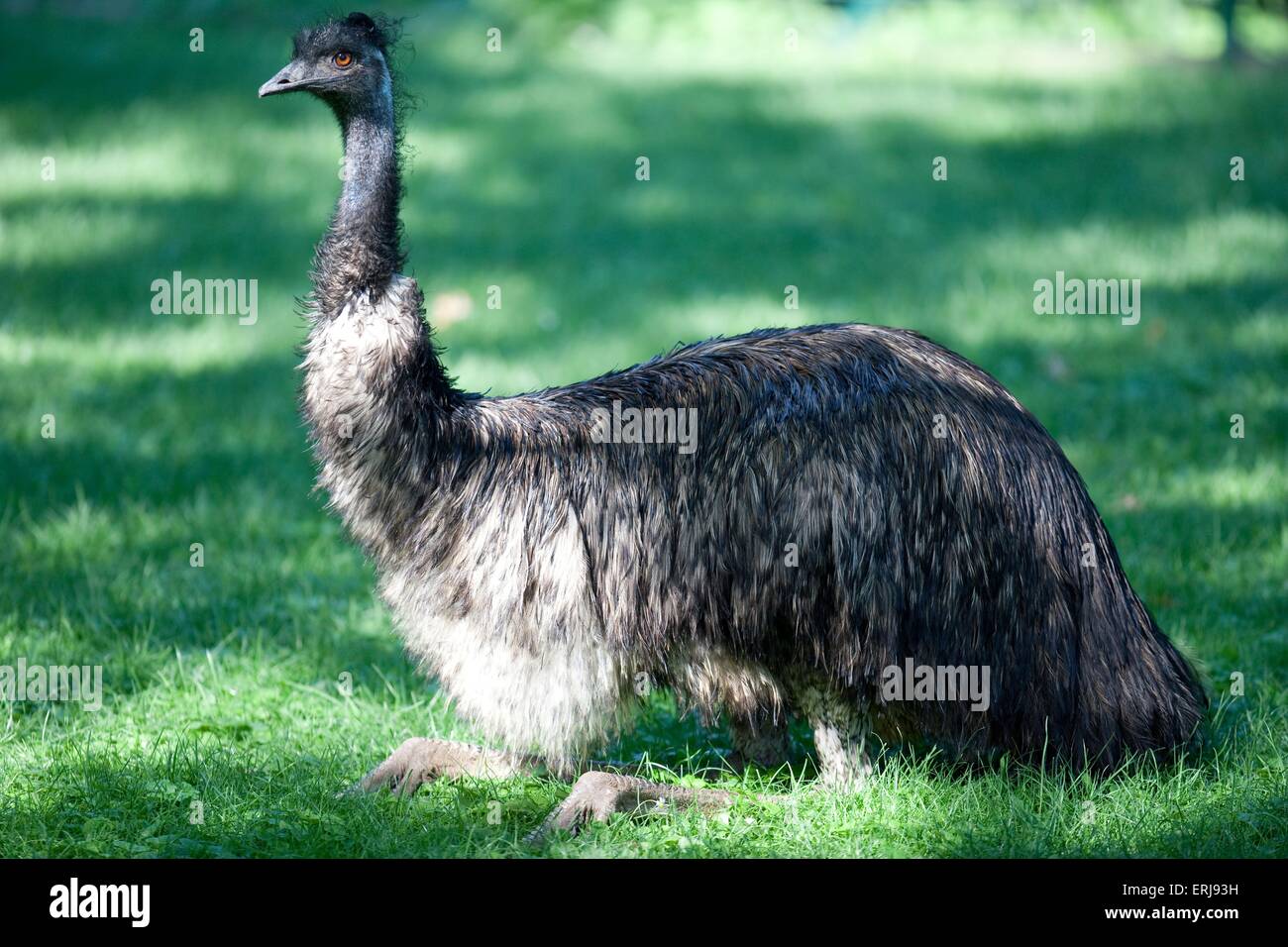 Dark emu hi-res stock photography and images - Alamy