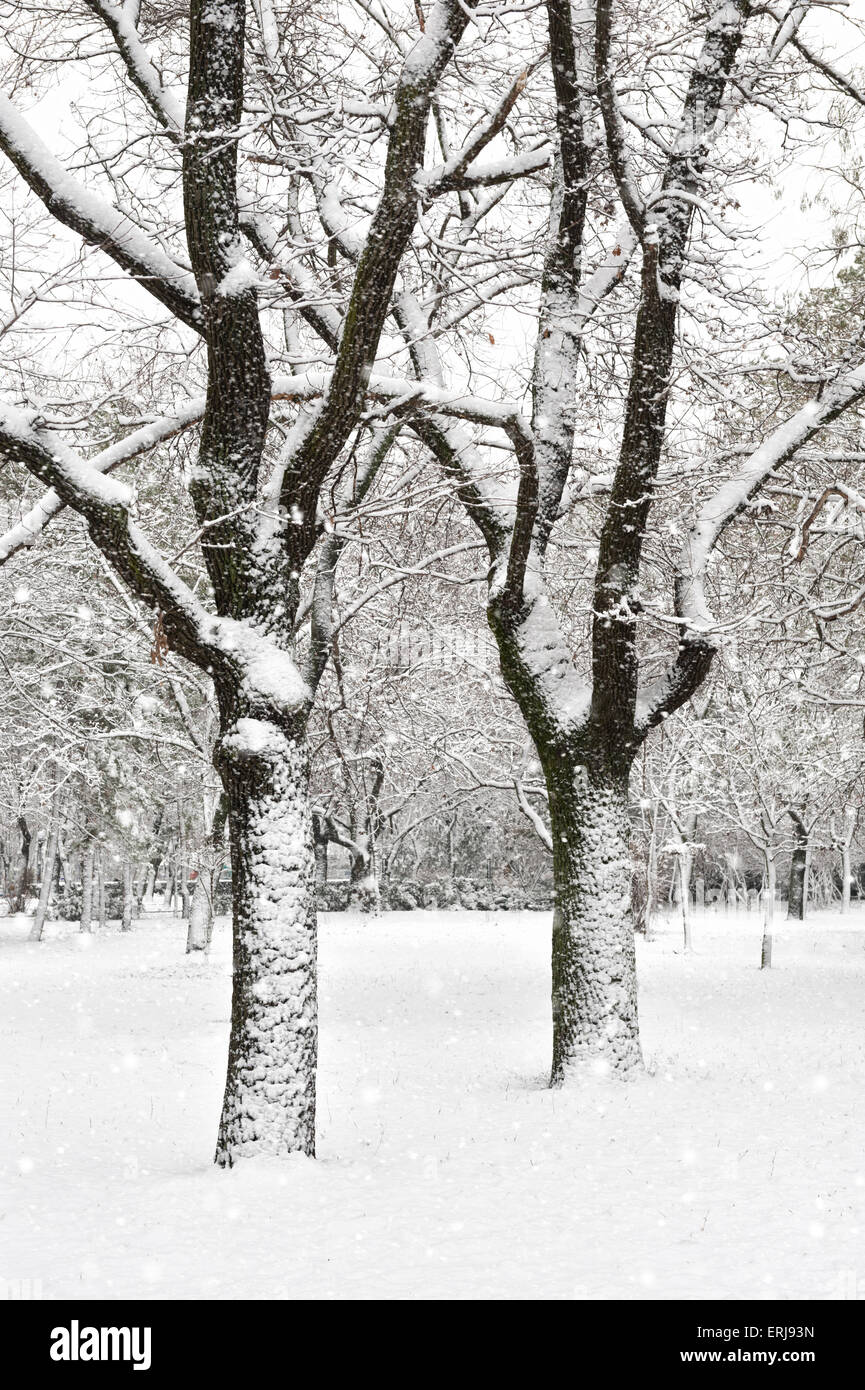 snowfall tree in park. winter nature Stock Photo - Alamy