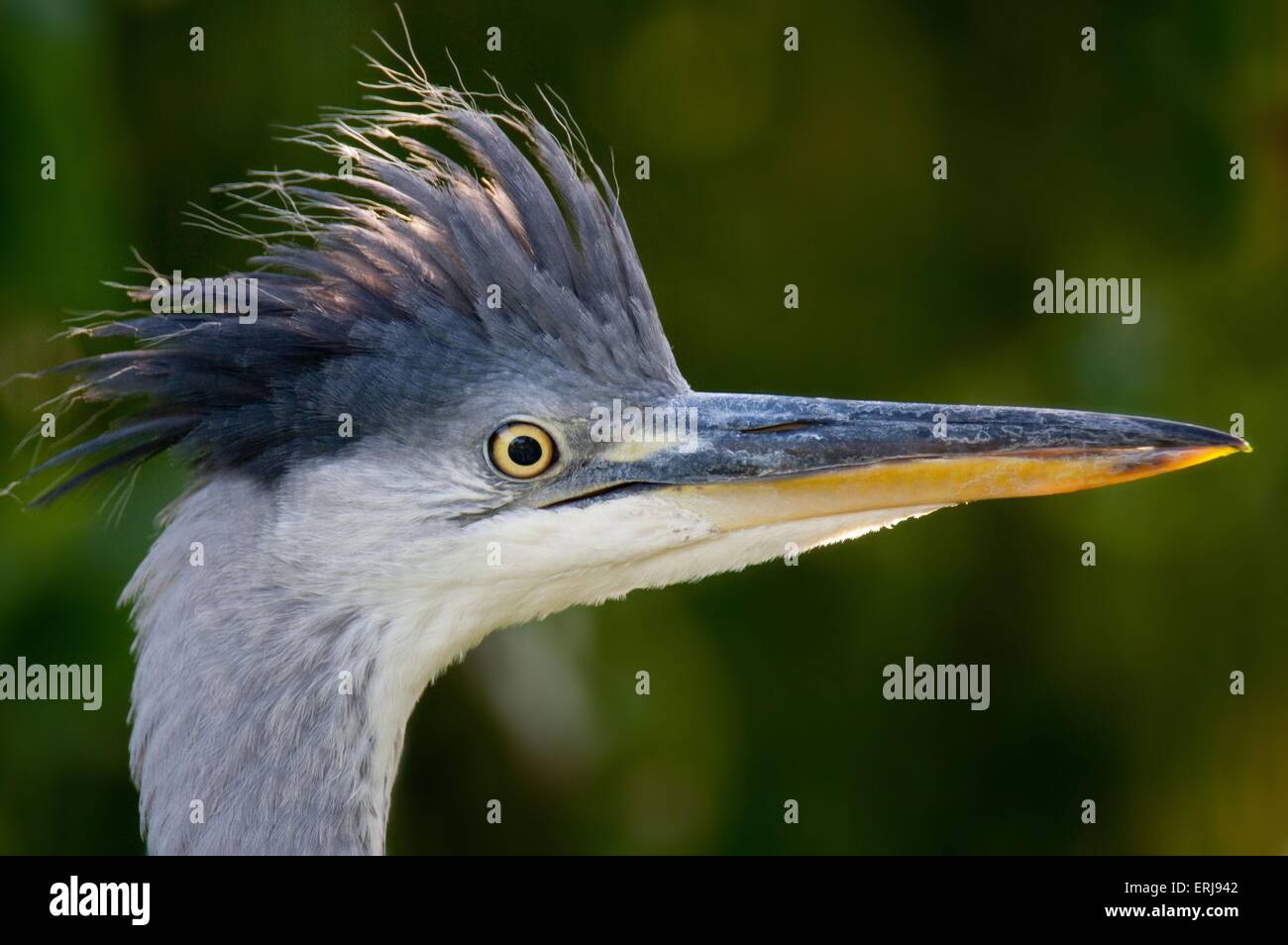 Heron 1 hi-res stock photography and images - Alamy