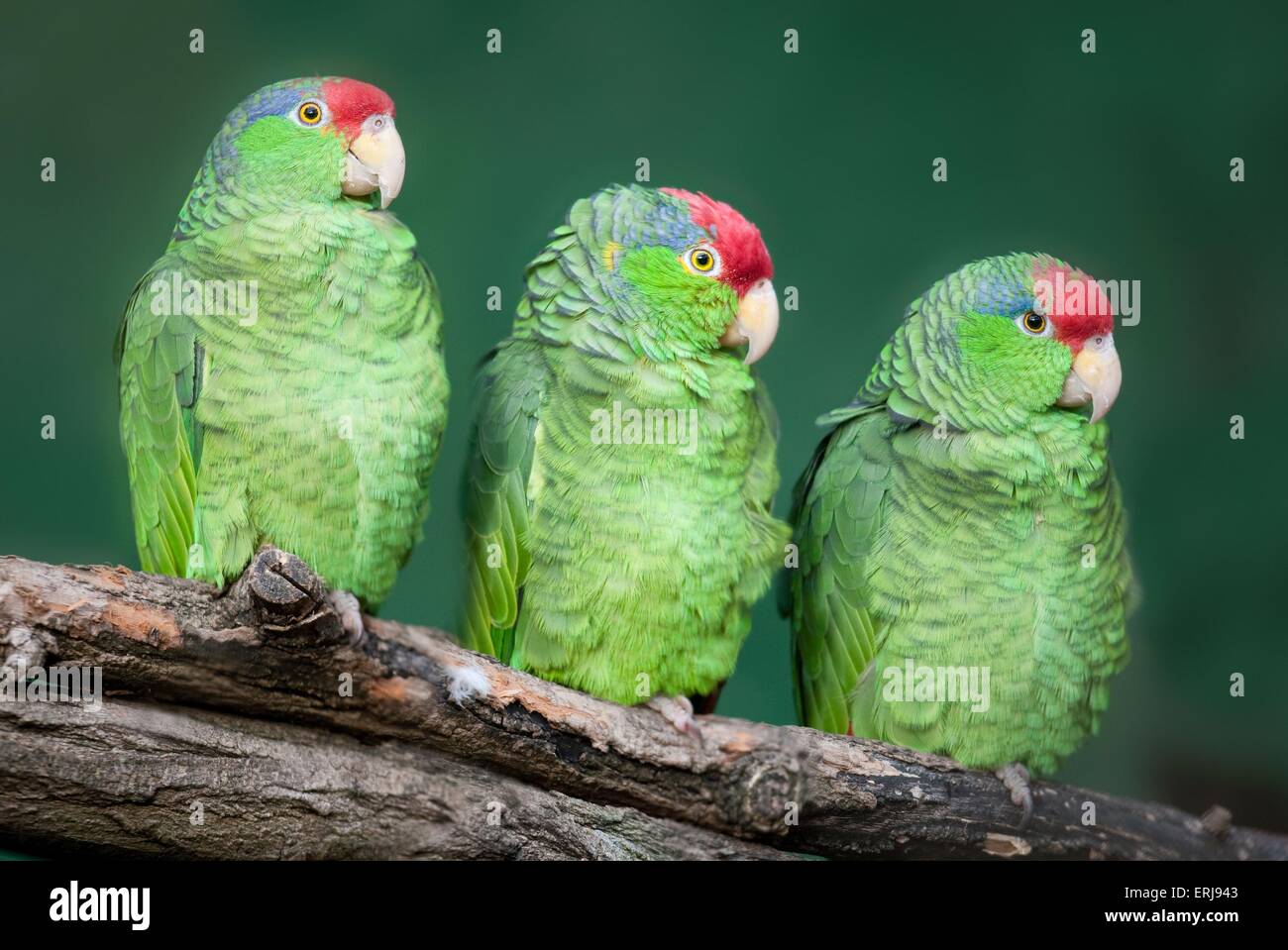 Amazons birds hi-res stock photography and images - Alamy