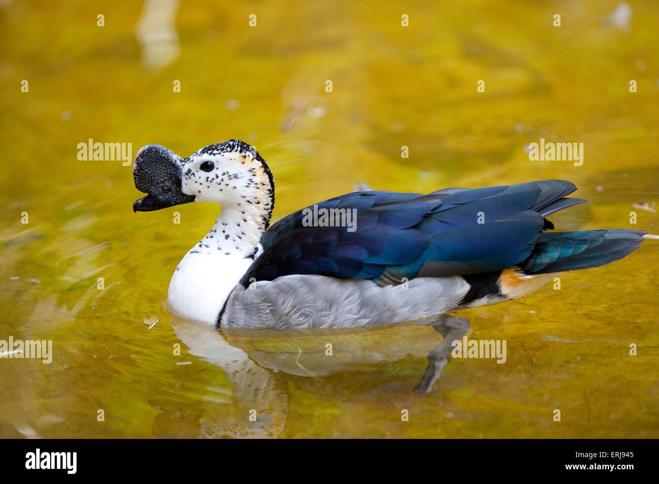 Comb duck swimming hi-res stock photography and images - Alamy
