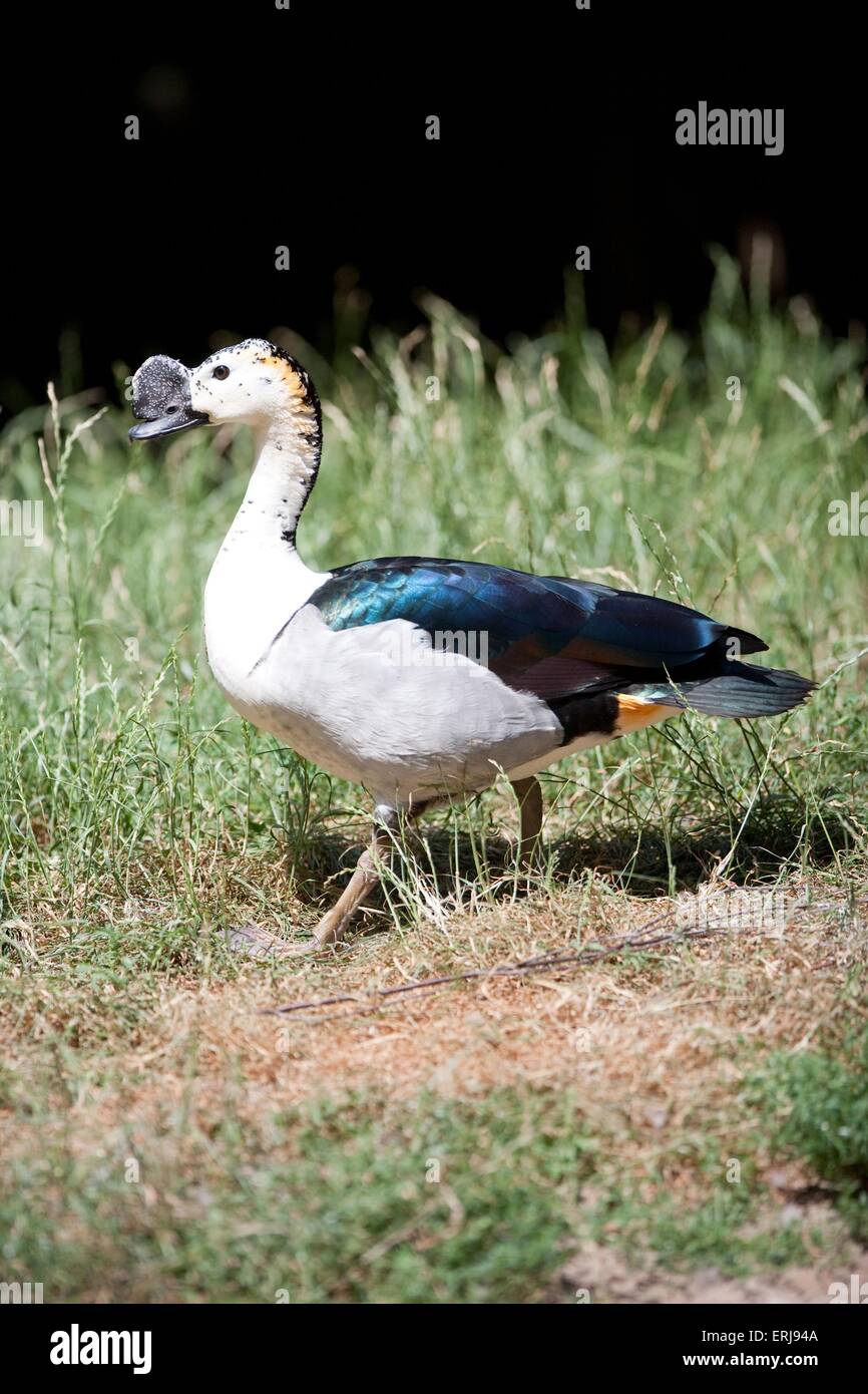 Duck going for a walk hi-res stock photography and images - Alamy