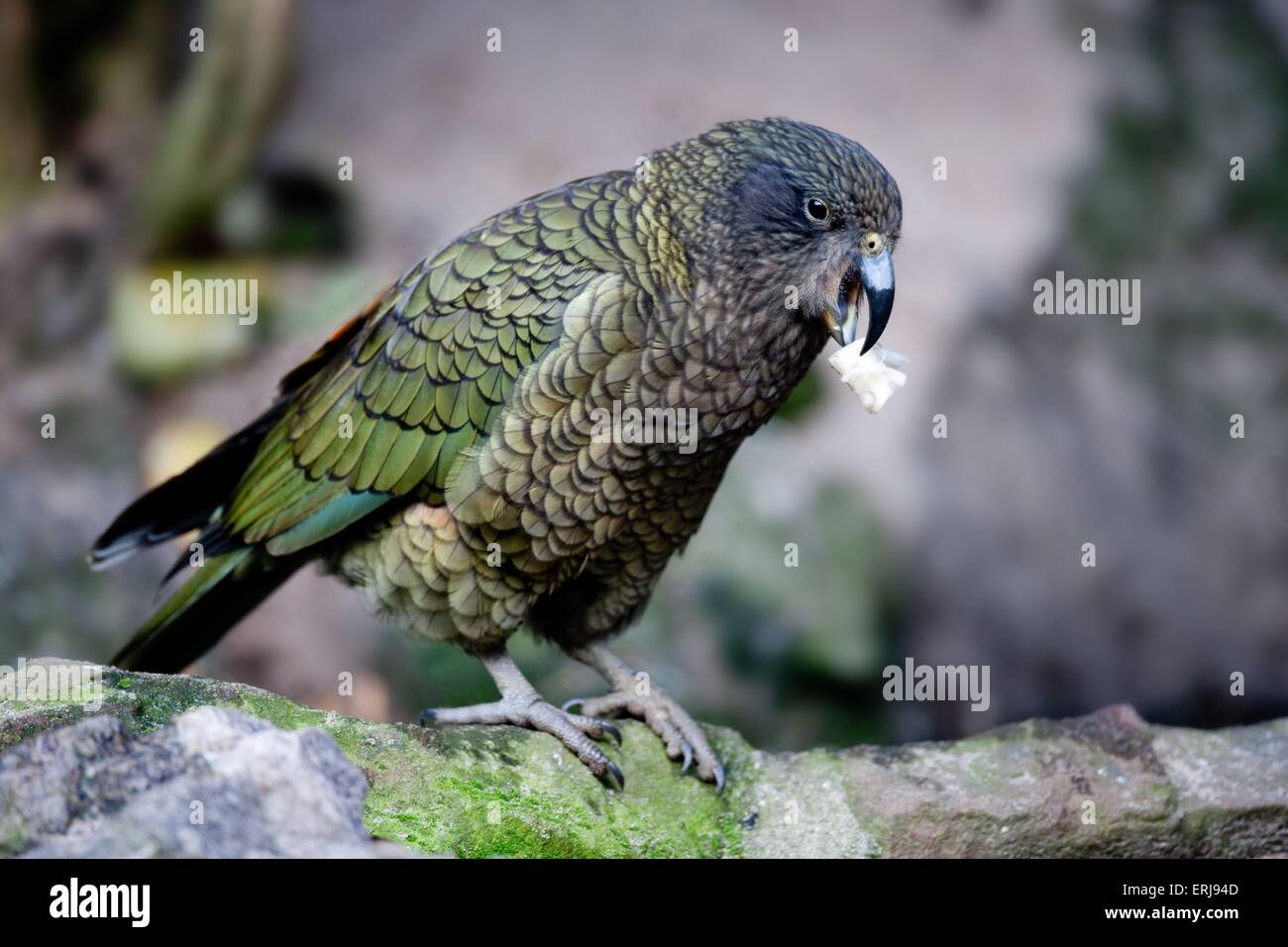 Kea behavior hi-res stock photography and images - Alamy