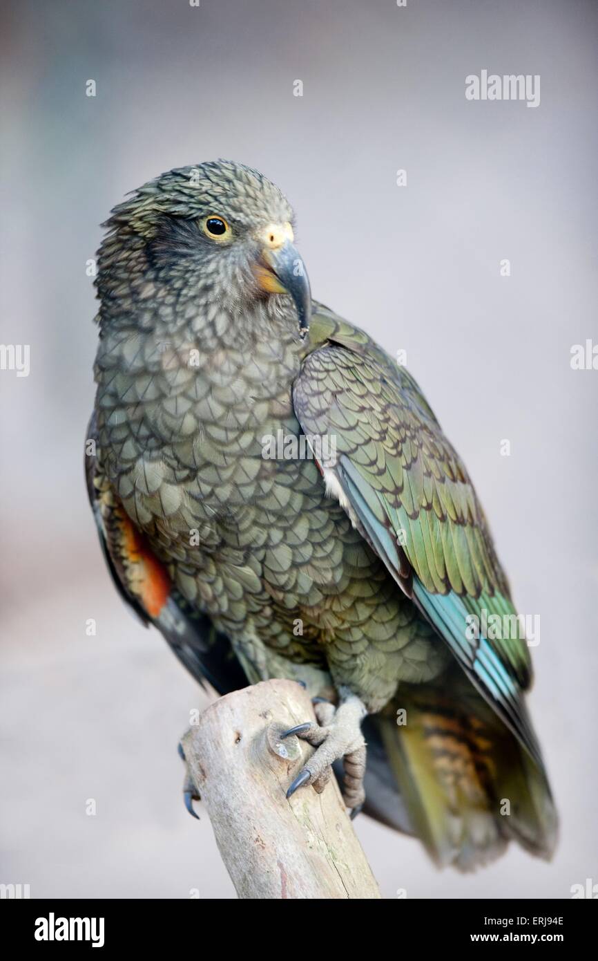 Kea hi-res stock photography and images - Alamy