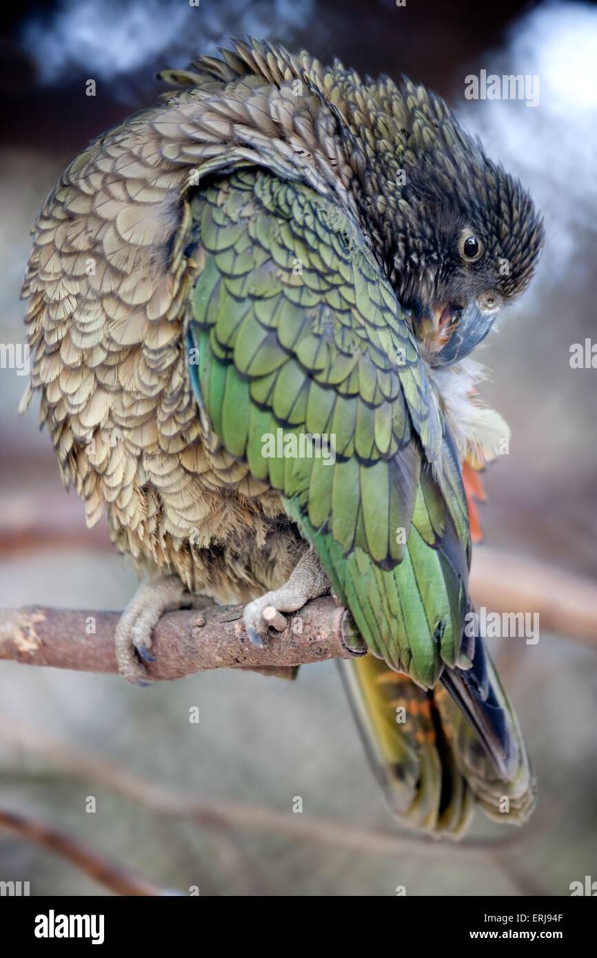 Kea behavior hi-res stock photography and images - Alamy