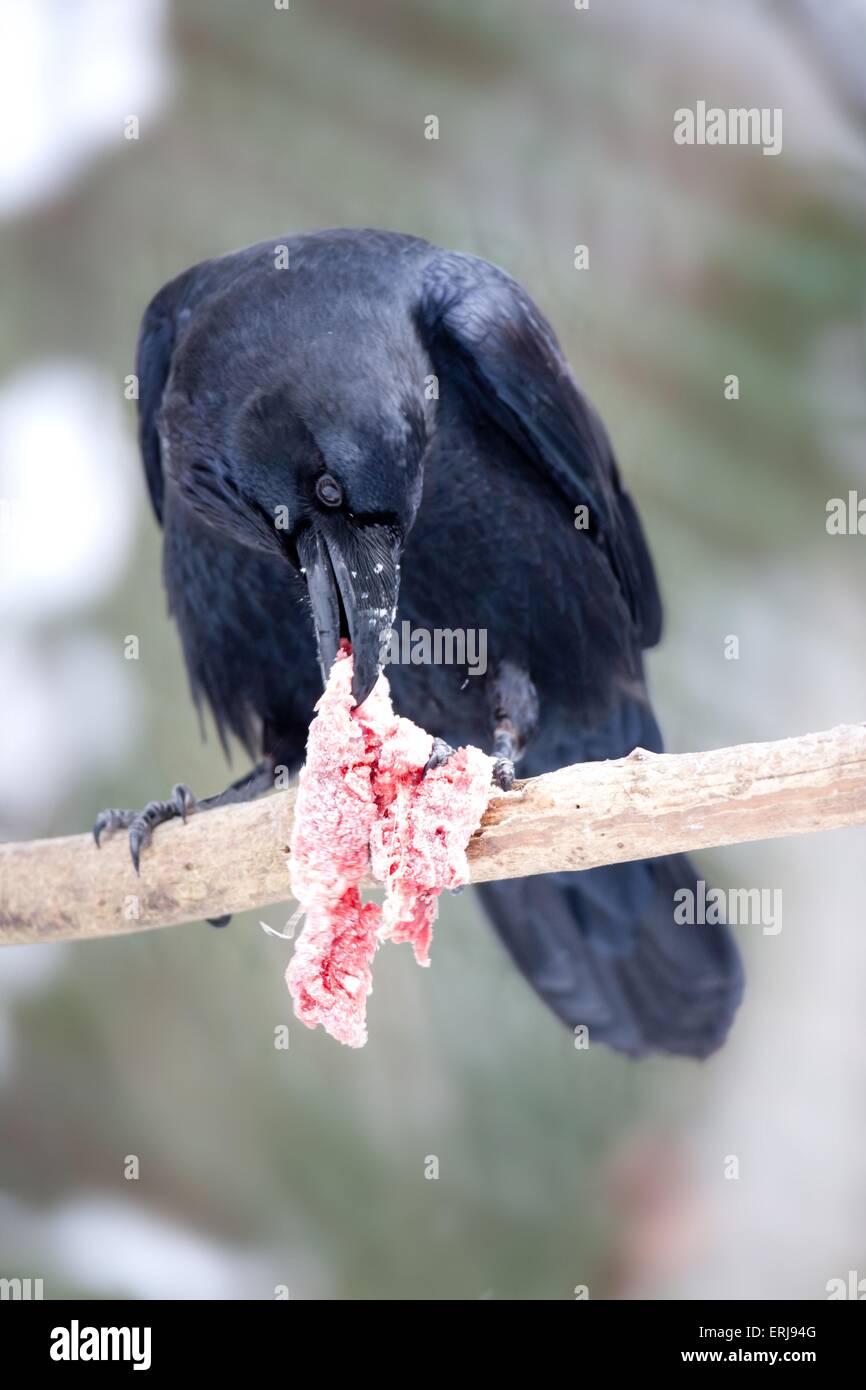 Flesh eating birds hi-res stock photography and images - Alamy