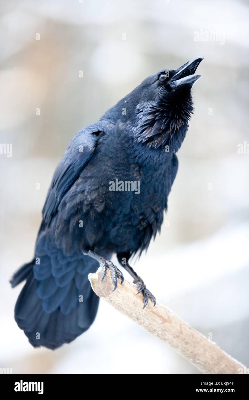 Raven hi-res stock photography and images - Alamy