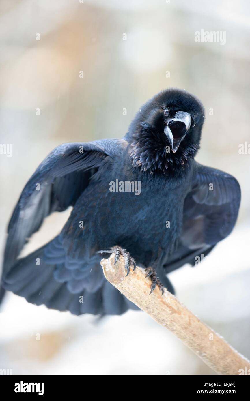 Common ravens wings hi-res stock photography and images - Alamy