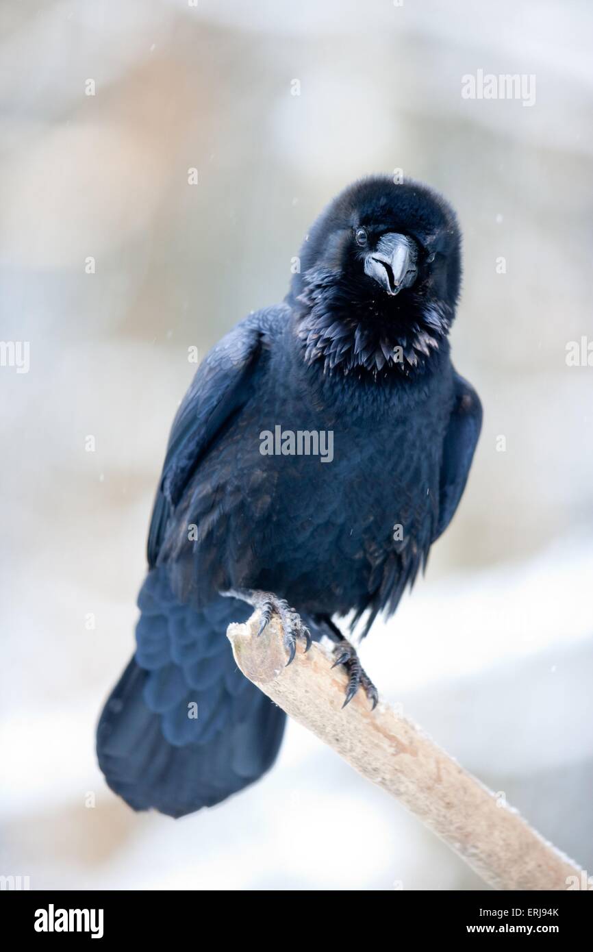 Raven family hi-res stock photography and images - Alamy