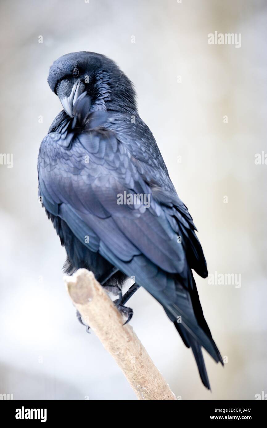 Side view of raven hi-res stock photography and images - Alamy