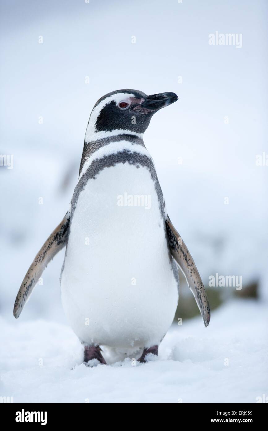 Penguin outside hi-res stock photography and images - Alamy