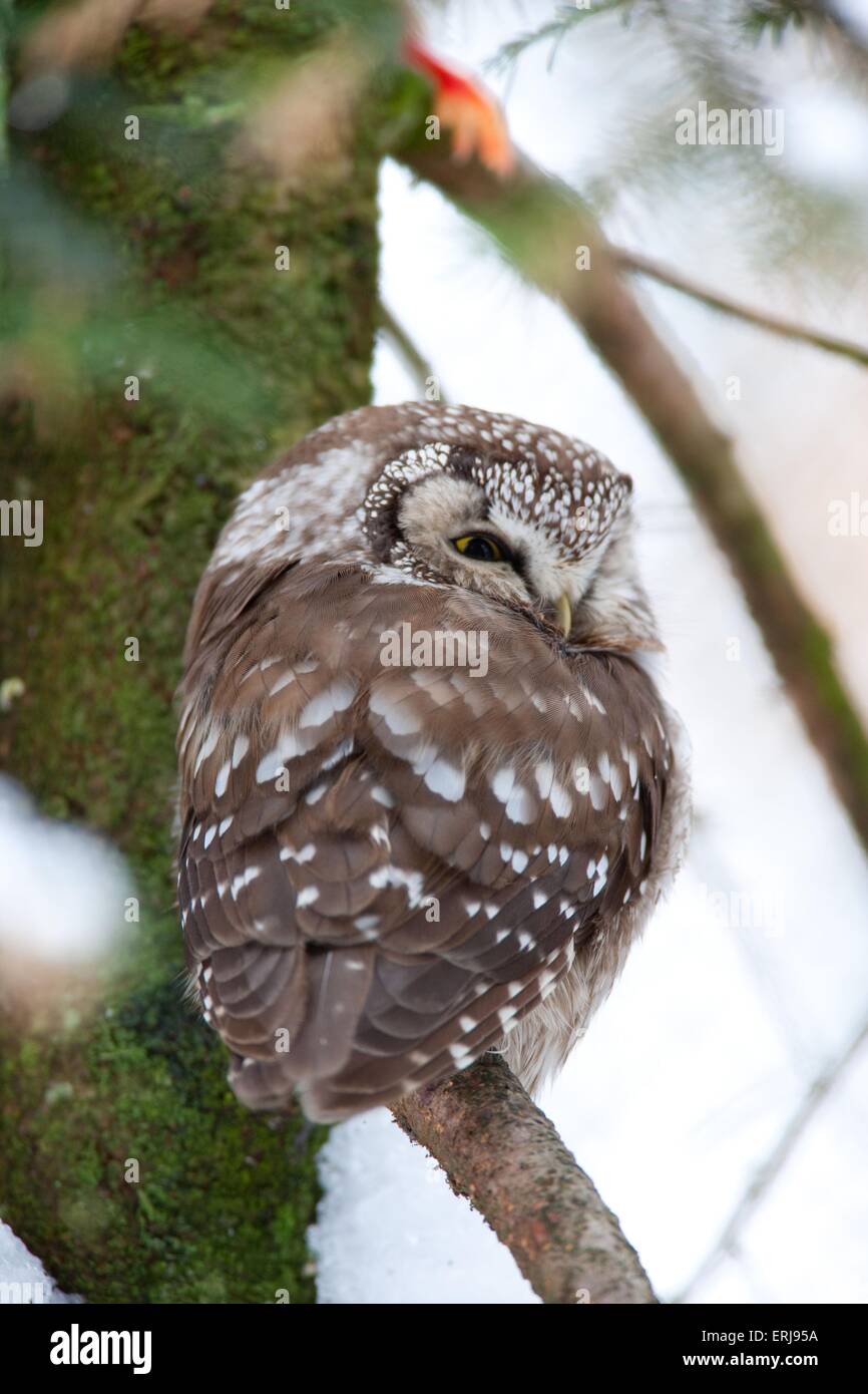 Rear view of owl hi-res stock photography and images - Alamy