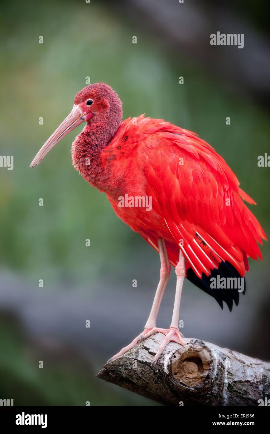 Scarlet ibis hi-res stock photography and images - Alamy