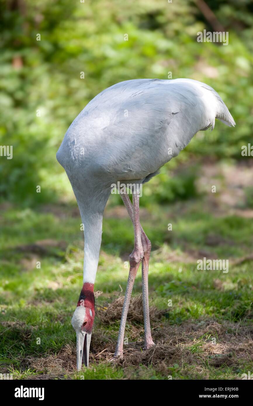 Crane shadow hi-res stock photography and images - Alamy
