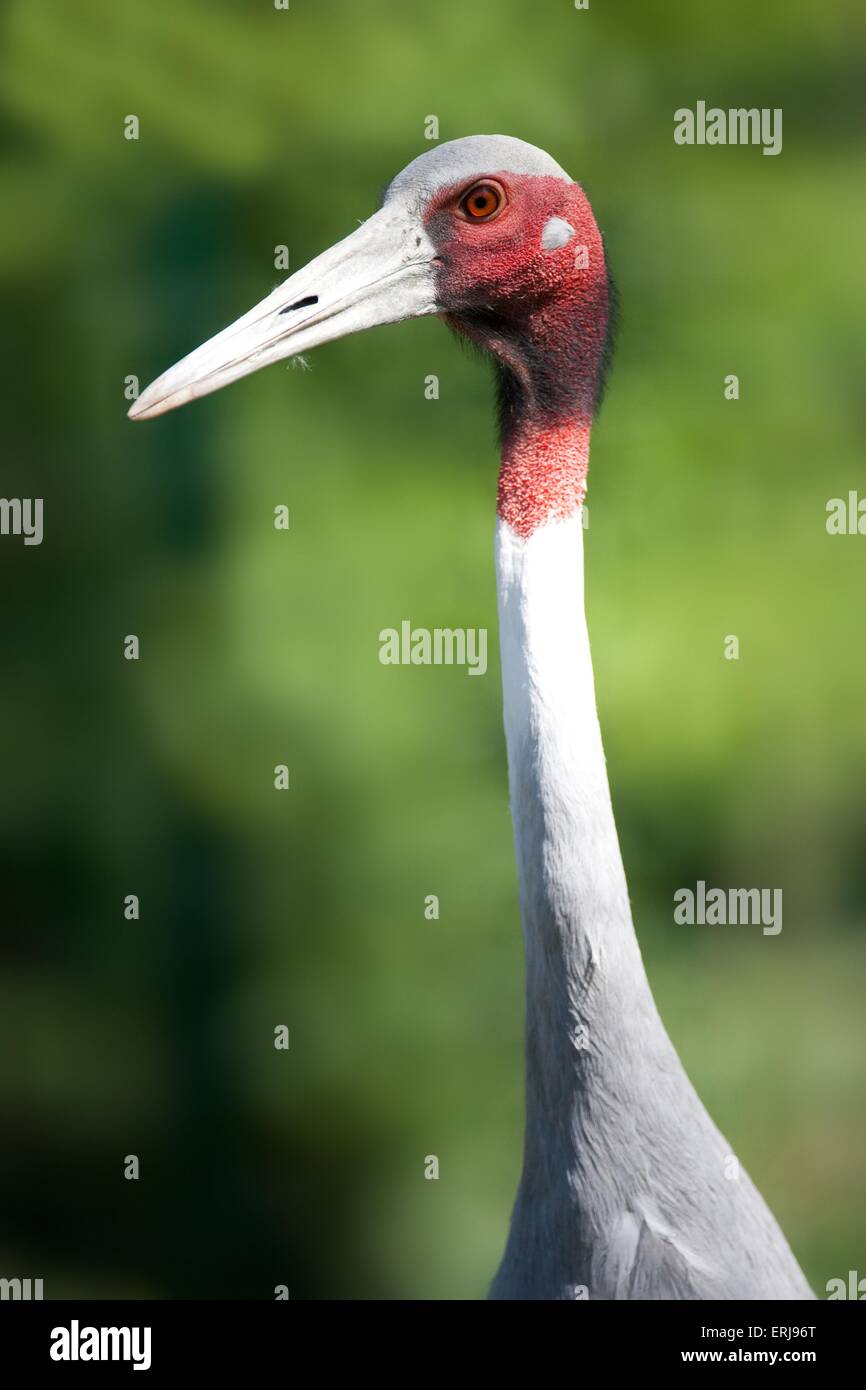 Crane heads hi-res stock photography and images - Alamy