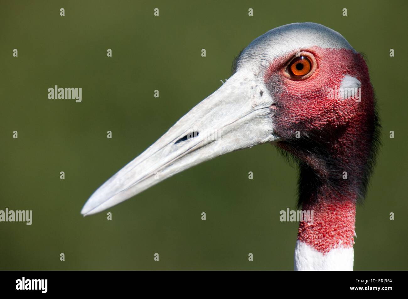 Crane heads hi-res stock photography and images - Alamy