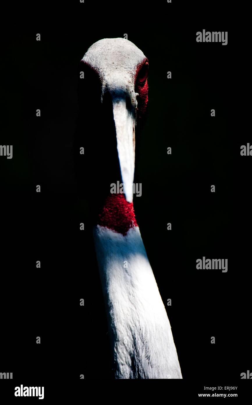 Crane with shadow hi-res stock photography and images - Alamy