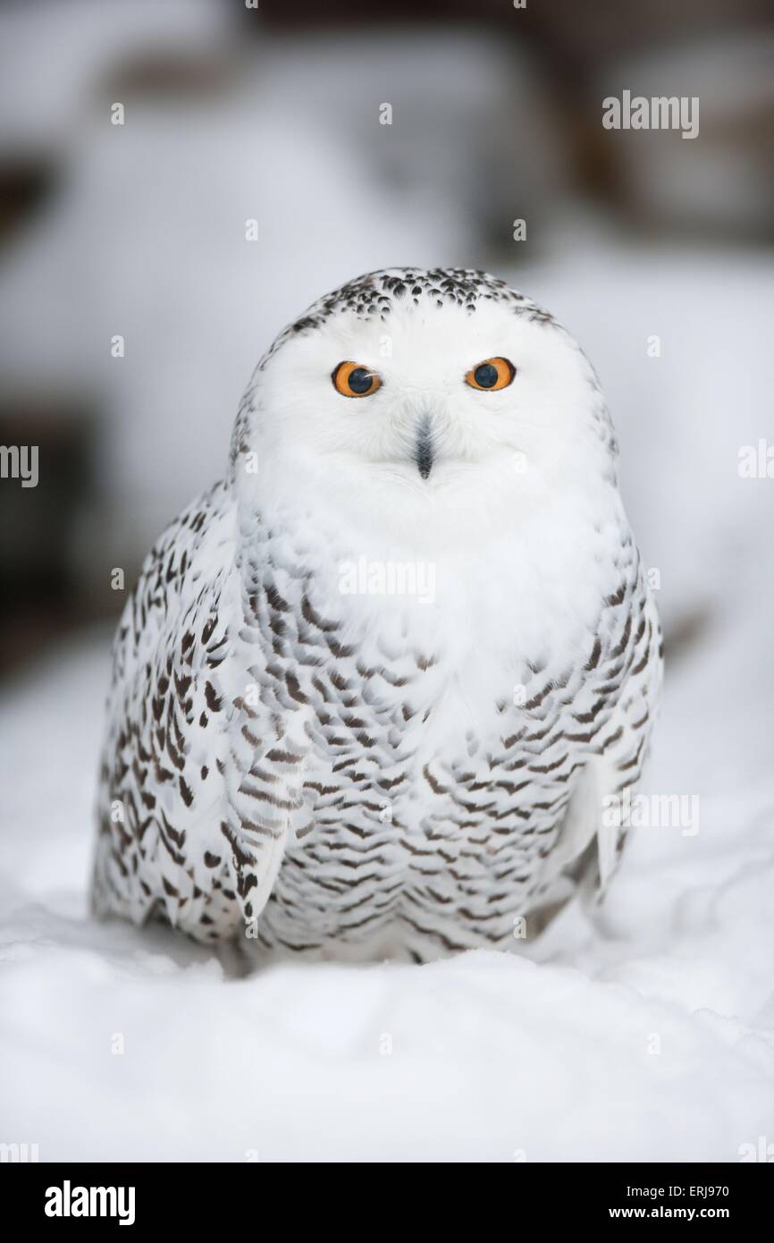 Arctic owl hi-res stock photography and images - Alamy