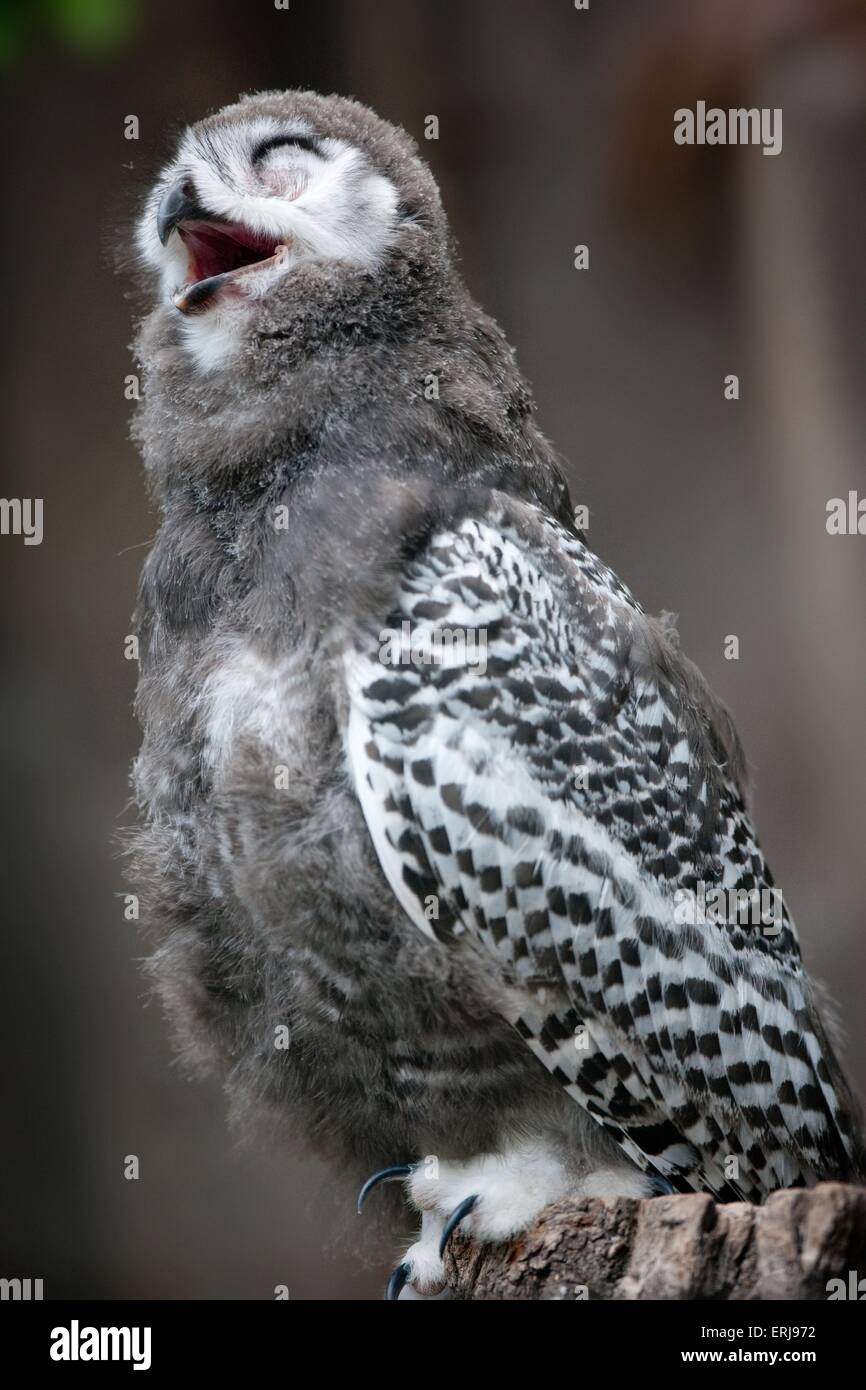 Snowy owl side view hi-res stock photography and images - Alamy