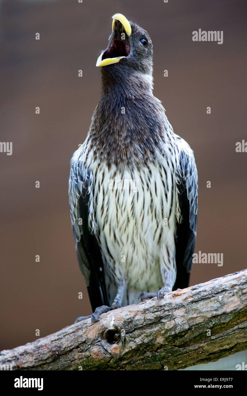 Grey plantain eater hi-res stock photography and images - Alamy