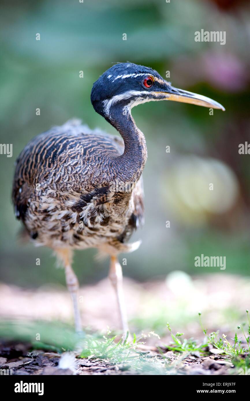 Sun bittern bird hi-res stock photography and images - Alamy