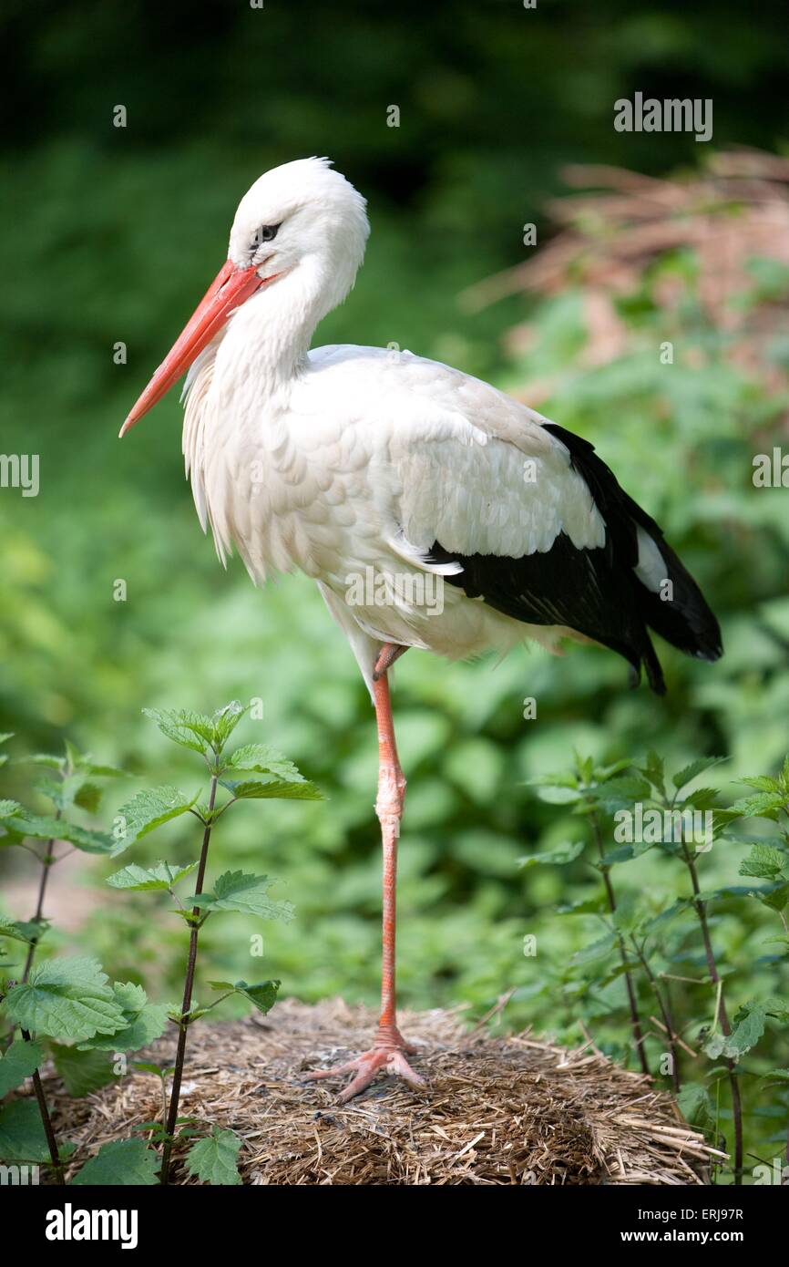 Stork side view hi-res stock photography and images - Alamy