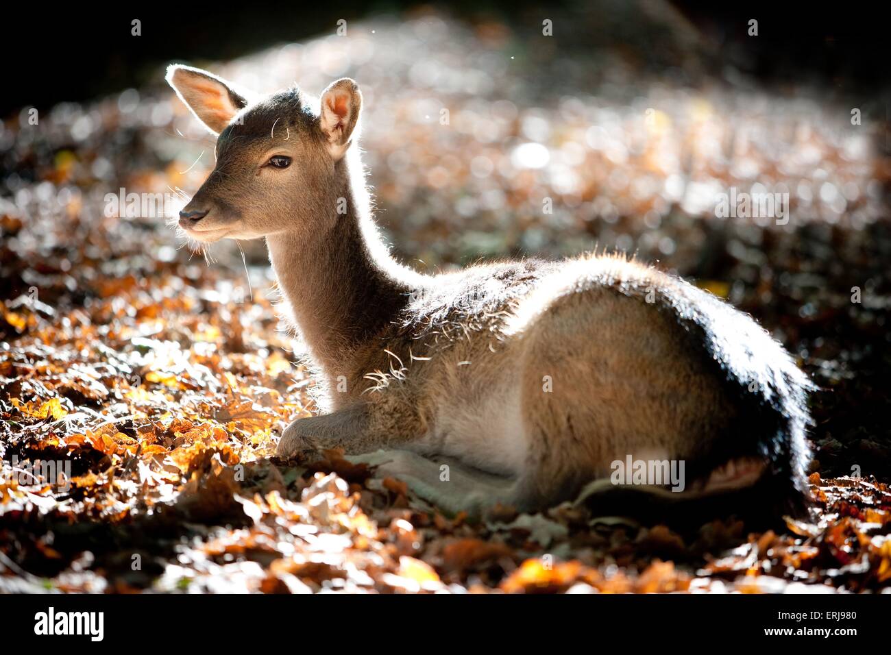 Lie fallow hi-res stock photography and images - Alamy