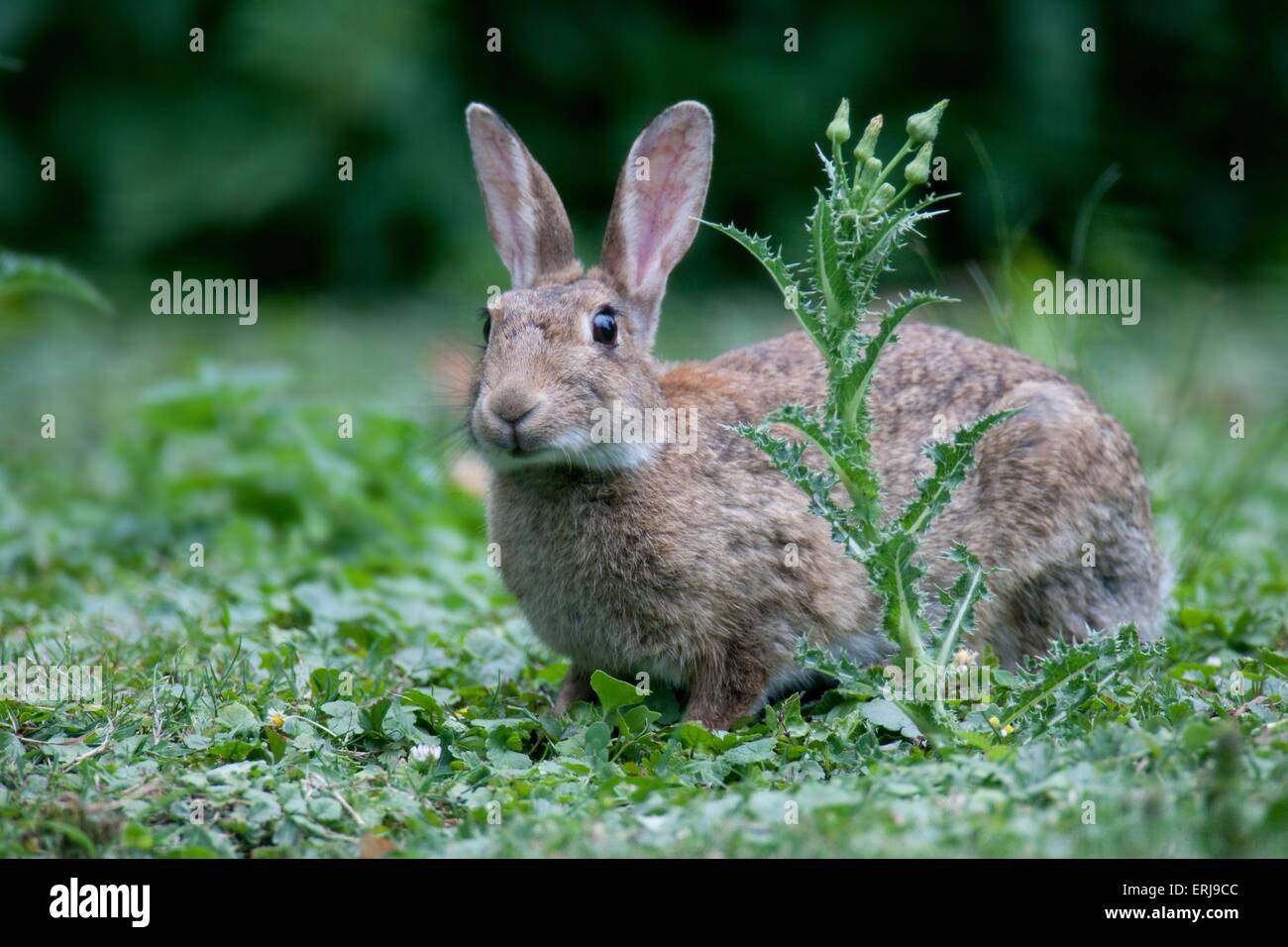 european wild rabbit Stock Photo - Alamy