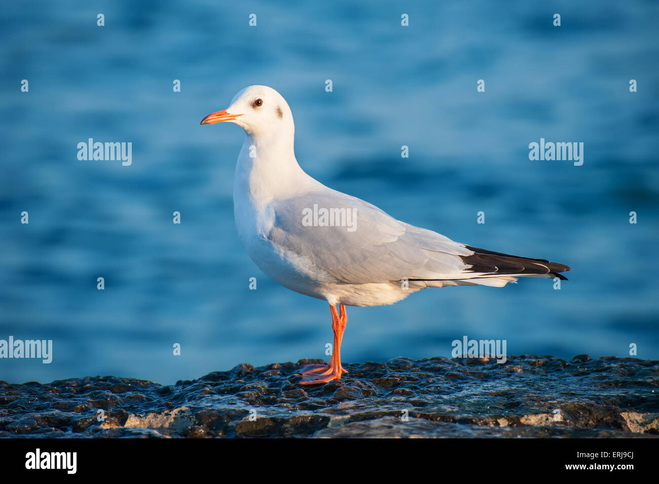 one seagull side view Stock Photo - Alamy