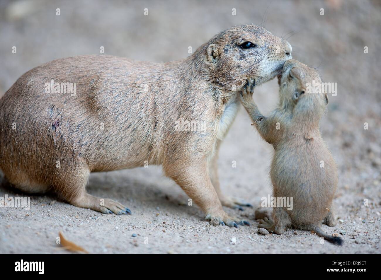 Prairie dog kiss hi-res stock photography and images - Alamy