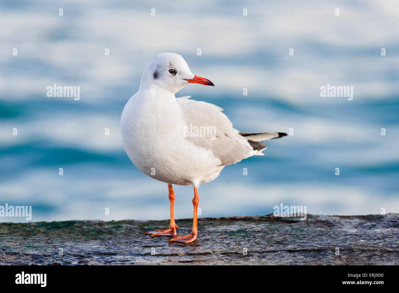 one seagull side view Stock Photo - Alamy