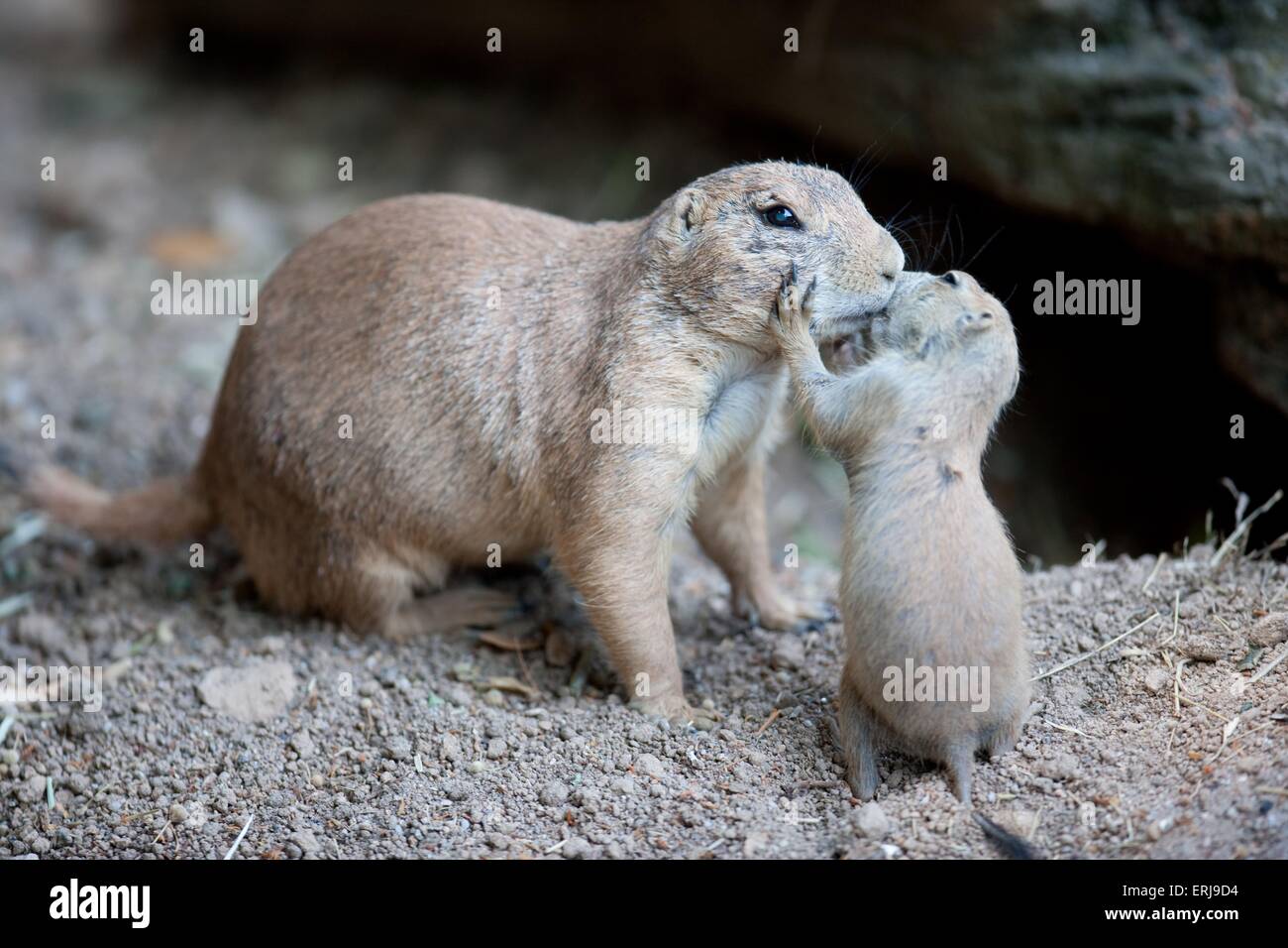 Prairie dog kiss hi-res stock photography and images - Alamy