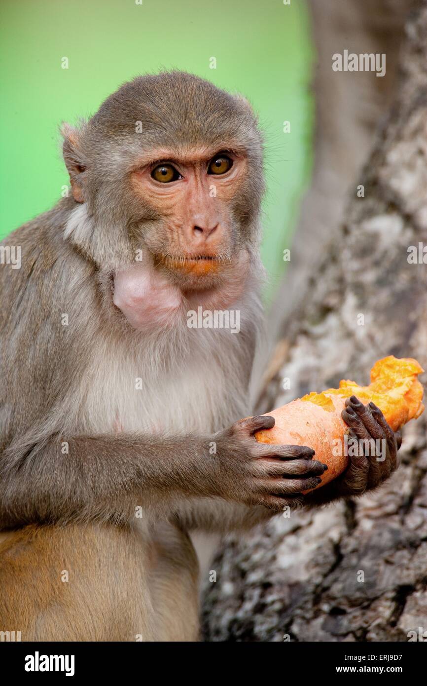 Bandars hi-res stock photography and images - Alamy