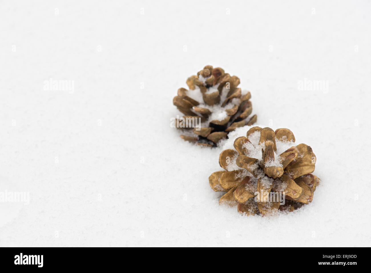 two cones on snow background Stock Photo - Alamy