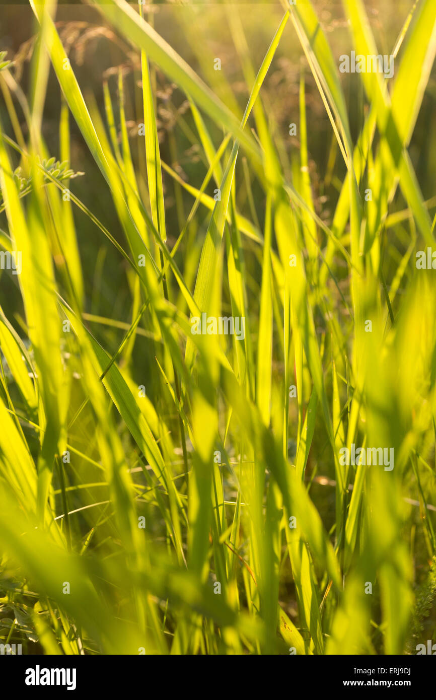 Green grass in backlight Stock Photo - Alamy