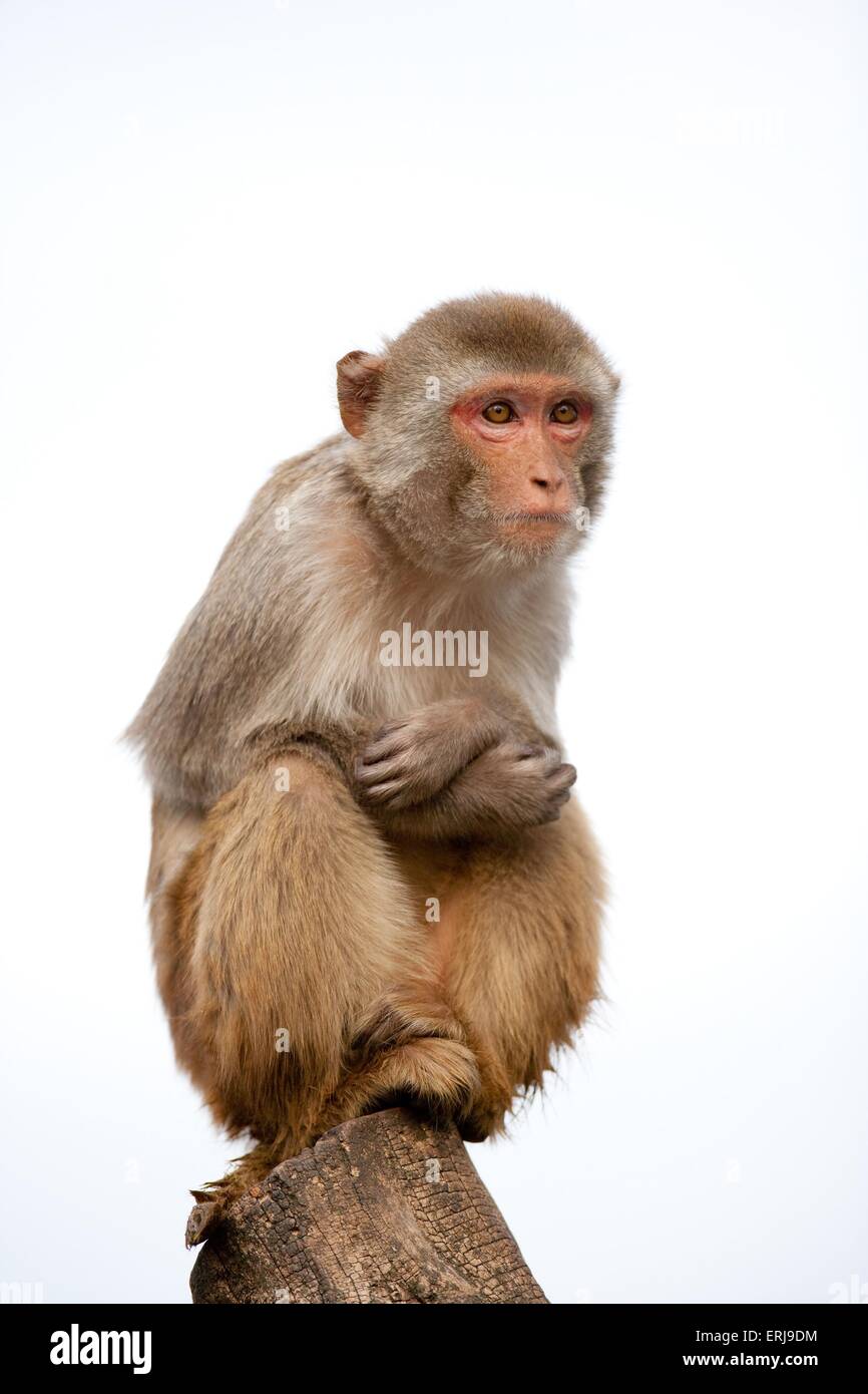 Bandar hi-res stock photography and images - Alamy