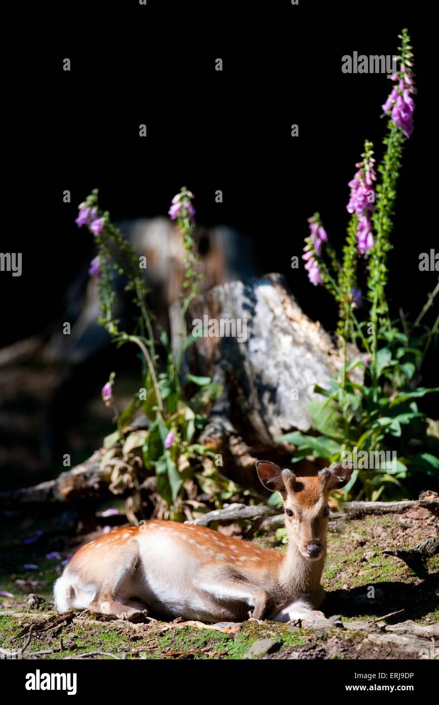 Sika game hi-res stock photography and images - Alamy