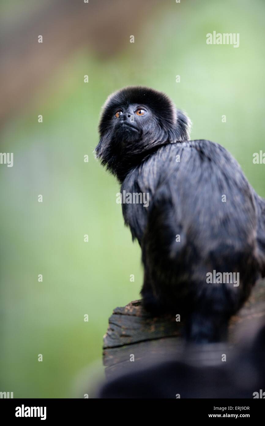 Goeldis monkeys hi-res stock photography and images - Alamy