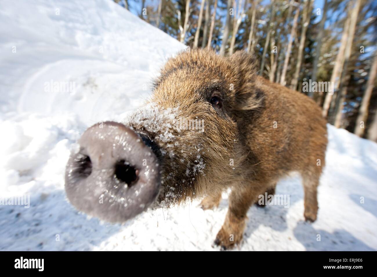 Wildboar behavior snow hi-res stock photography and images - Alamy