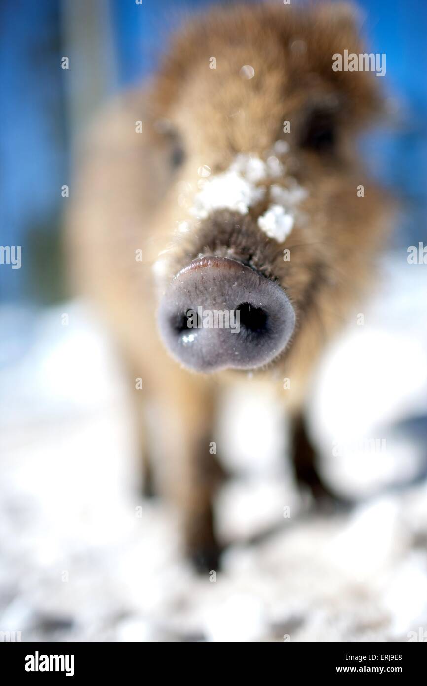 Hog nose hi-res stock photography and images - Alamy
