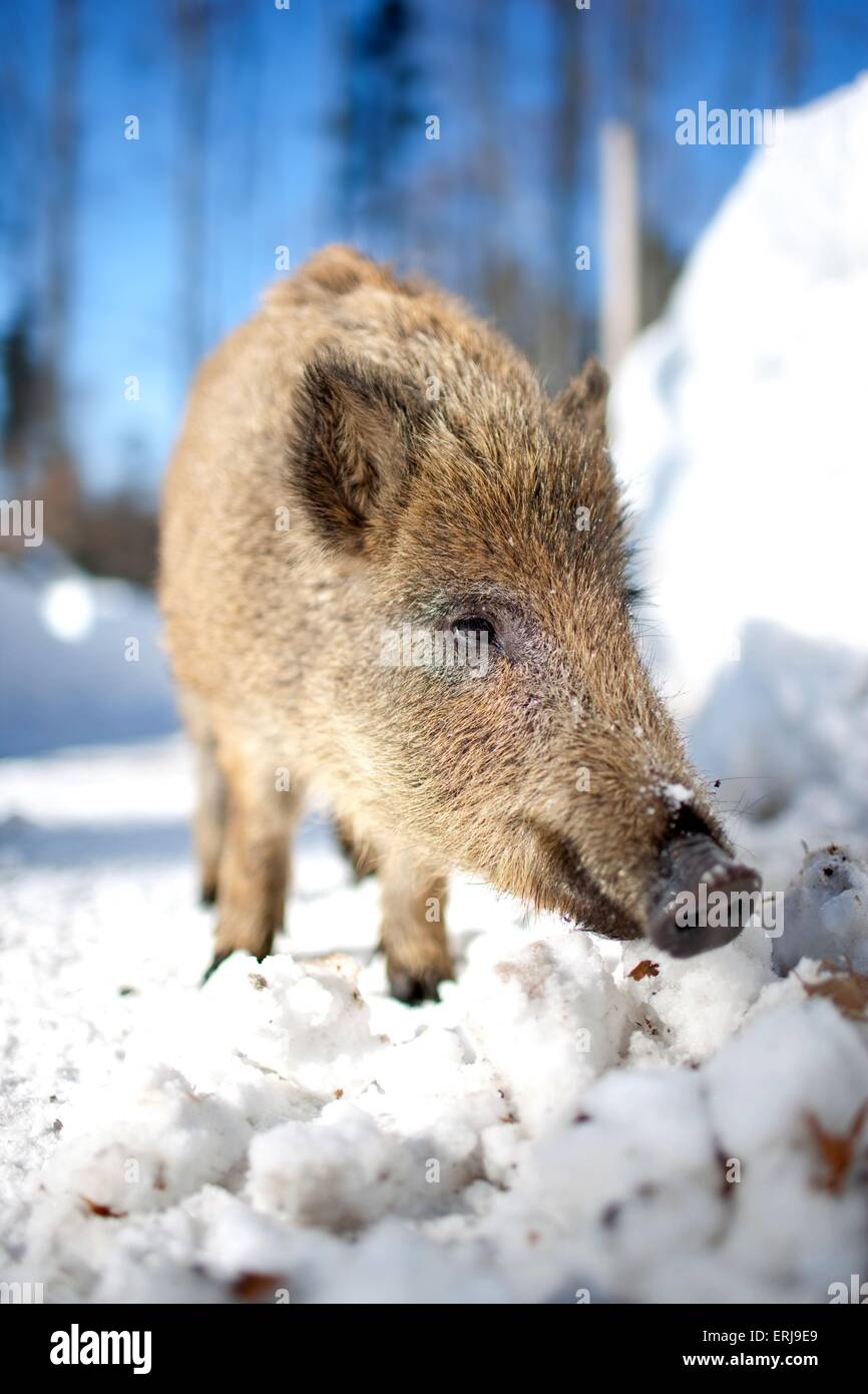 Boars hog hi-res stock photography and images - Alamy