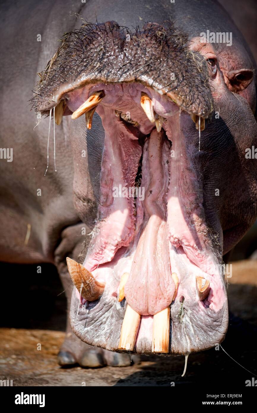 Gaping hippo hi-res stock photography and images - Alamy