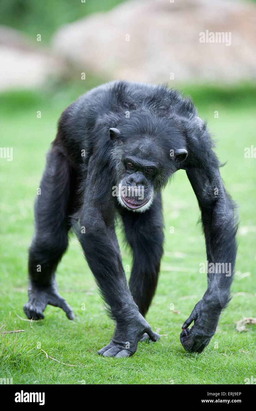 Chimpanzee walking hi-res stock photography and images - Alamy