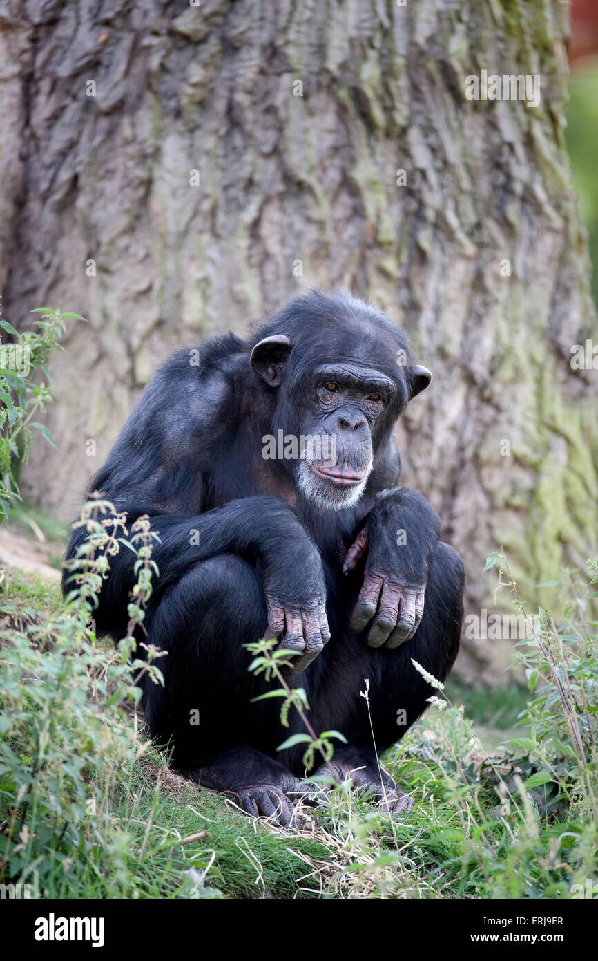 Solo chimpanzee hi-res stock photography and images - Alamy